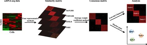 Scem A New Ensemble Framework For Predicting Cell Type Composition