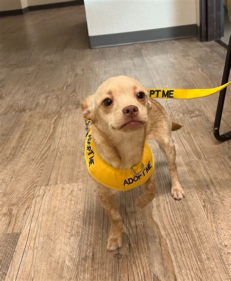 Happy Wet Nose Wednesday This Adorable Face Is Pixie