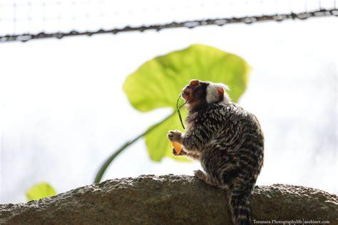 キヤノン「rf70 200mm F4 L Is Usm」レンズレビューボケ編 とるなら
