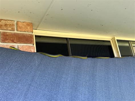 Common Tree Snake Dendrelaphis Punctulata Harmless Non Venomous