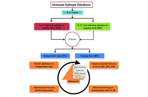 Flowchart Showing Steps Involved In The Development Of Prediction