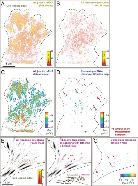 mapping translation hot spots in live cells by tracking single