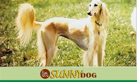 Порода собак худые и длинные 53 фото картинки Sobakovod Club