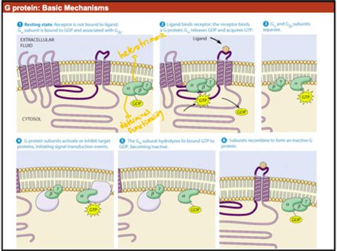 Neuropharm Module Metabotropic Receptors Flashcards Quizlet
