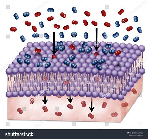 Selectively Permeable Membrane Definition Example At Dora Hubbard Blog