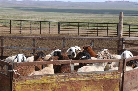 Ерөнхийлөгч У Хүрэлсүх “Хүнсний хангамж аюулгүй байдал” үндэсний хөдөлгөөний хүрээнд Баялаг