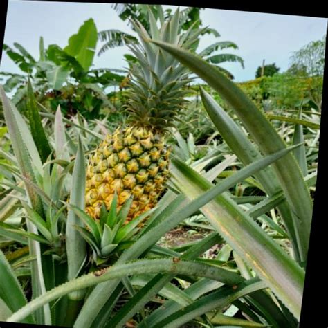 New Pineapple Object Detection Dataset By Pertiba