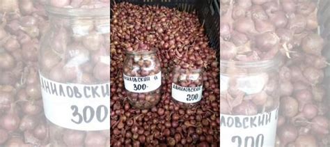 Лук севок, семейный, чувашия купить в Котласе | Товары для дома и дачи ...