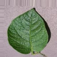 Potato Image Classification Classification Dataset By Potato Blight