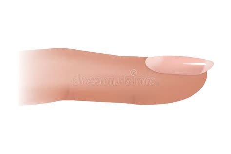 Structure And Diagram Of The Nail Cross Section And Anatomy Of Nails Vector Stock Illustration
