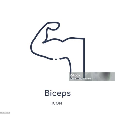 건강 개요 컬렉션에서 선형 팔 뚝 아이콘입니다 얇은 라인 팔 뚝 아이콘 흰색 배경에 고립입니다 팔 뚝 유행 그림 0명에 대한 스톡 벡터 아트 및 기타 이미지 Istock