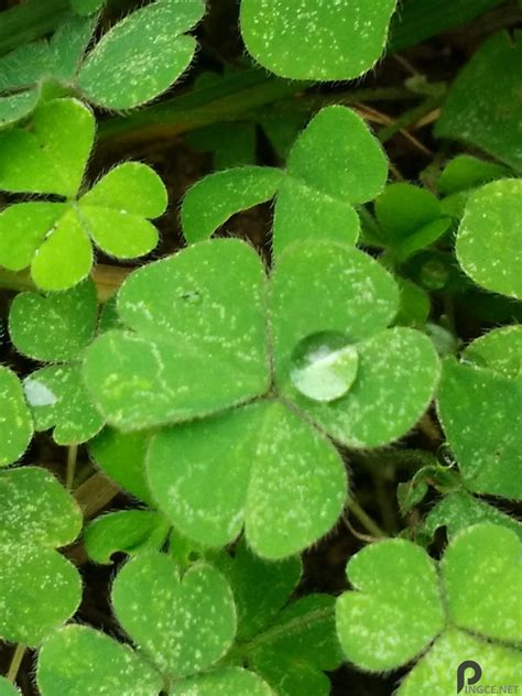 Meizu Mx Vs Huawei Honor Vs Xiaomi Mi Vs Oneplus One Which Chinese Smartphone Has The