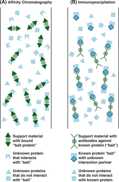 Affinity Chromatography Science At Peggy Rios Blog