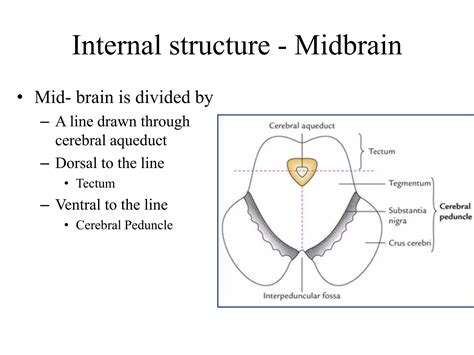 Midbrain Pdf Brain And Nervous System Disorders Diseases And