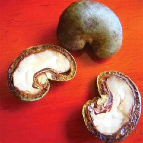 Using Cashew Shell As A Source Of Energy Cashew Shell Uses