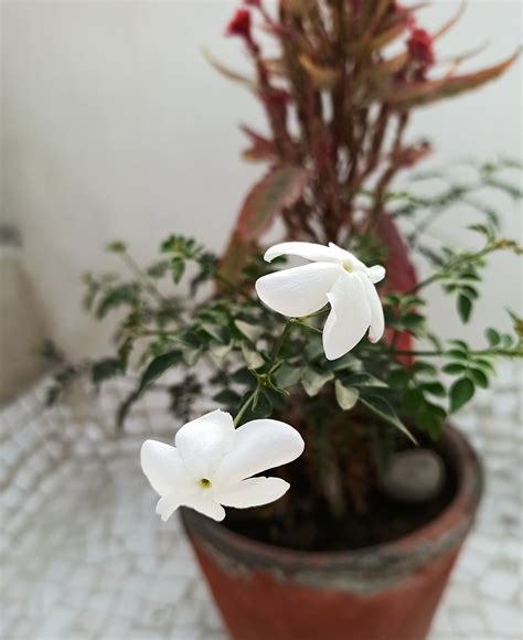 1 Kostenlose Chamelier Und Chameli Bilder Pixabay