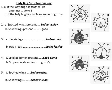 Clil Dichotomous Key Examples
