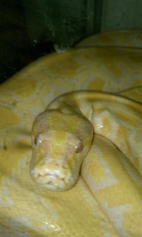 Bermese Python Burmese Python Reptiles And Amphibians Snakes Someday