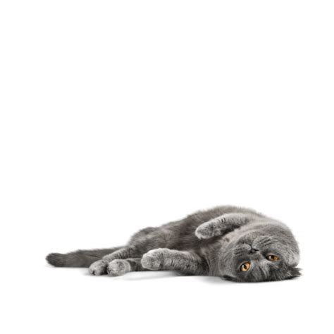 Treatment Consent Form Claremont Veterinary Hospital