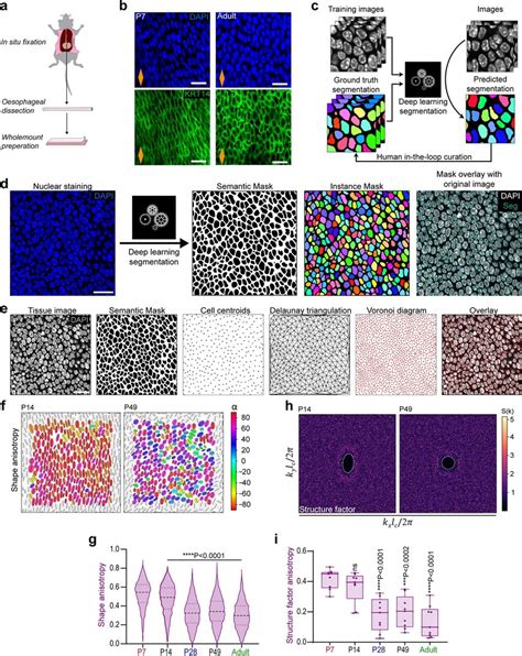 Deep Learning Based Segmentation A Protocol For In Situ Fixation Of