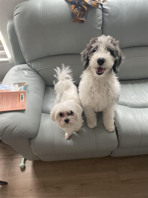 This Is My 4 Year Old Male Sheepadoodle We Are Looking For A Place To