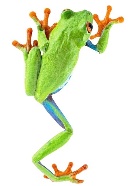Frog PNG Transparent Images PNG All