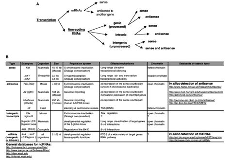 Classification Of Regulatory Ncrnas A The Different Classes Of Download Scientific Diagram