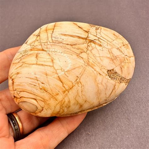 Bivalve Fossil From Madagascar Clamshell Fossil From The Late Jurassic Age Rare Find Old Bivalve Fossil From Madagascar Clamshell Fossil From The Late Jurassic Age Rare Find Old