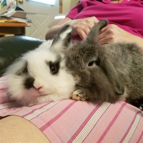 My Mom S Lop Bunnies With Lop Ear Each R Rabbits