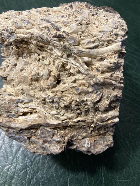 Fancy Fossil Fossil Id The Fossil Forum