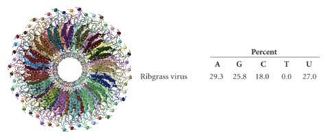 Chromosome Structure Transposons And Dna Replication Flashcards Quizlet