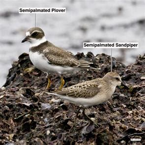 Semipalmated Plover Photographic Identification Guide