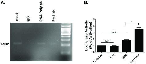 Ets1 Is Associated With Txnip Gene Promoter And Activates Txnip Download Scientific Diagram