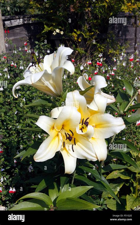 LILIUM CONCA D OR LILY Stock Photo Alamy