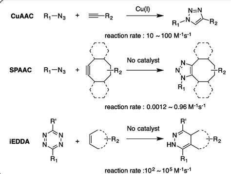 Bioorthogonal Cycloaddition Reactions Including Coppercatalyzed Download Scientific Diagram