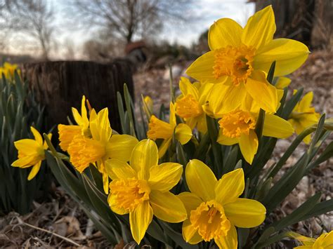 Daffodil Bulbs 2024 Season Etsy