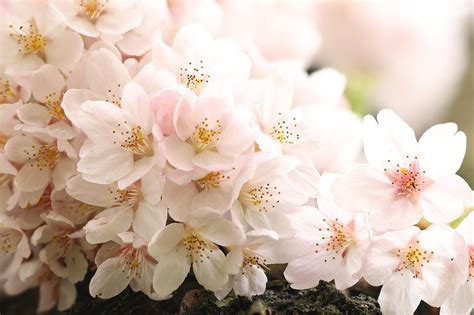 꽃 사쿠라 자연 Pixabay의 무료 사진
