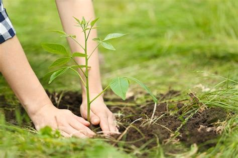 Premium Photo Woman Planting Tree In Garden
