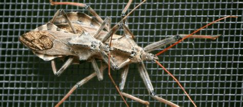 What You Need To Know About An Assassin Bug Bite Abc Blog