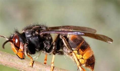 ഗൂഡല്ലൂരിൽ കടന്നൽ കുത്തേറ്റ് മലയാളി യുവാവിന് ദാരുണാന്ത്യം Malayalam News Online