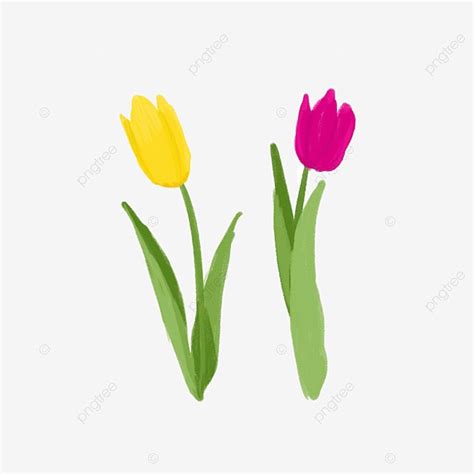 오리지널 핸드 드로잉 캐릭터 일러스트 옐 로 우 레 드 튤립 네덜란드 튤립 꽃들 Png 일러스트 및 Psd 이미지 무료 다운로드 Pngtree