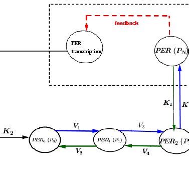 The Model For The Circadian Variation In PER Download Scientific Diagram