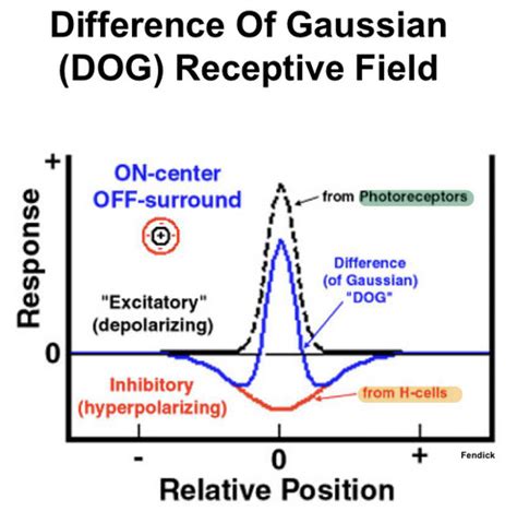 Early Visual Processing Flashcards Quizlet