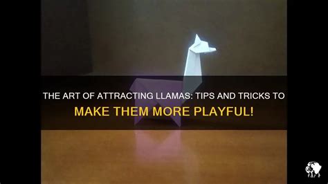 The Art Of Attracting Llamas Tips And Tricks To Make Them More Playful PetShun