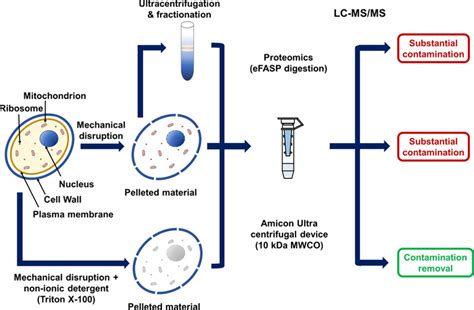 What Is Yeast Isolation At Maria Spillman Blog
