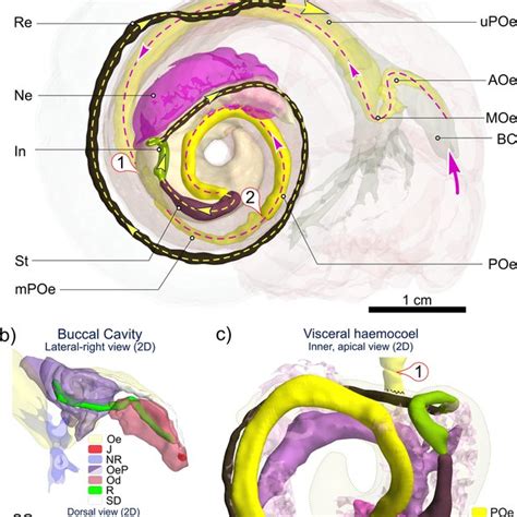 2d Flattened Visualisation Of The Alviniconcha Alimentary System