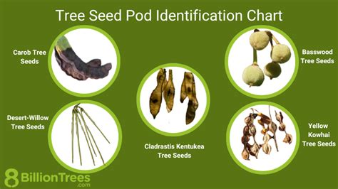 Tree Seed Pods Identification Guide 75 Species