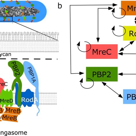 Structure Of E Coli Pbp3 Cartoon Representation Of The Crystal Download Scientific Diagram