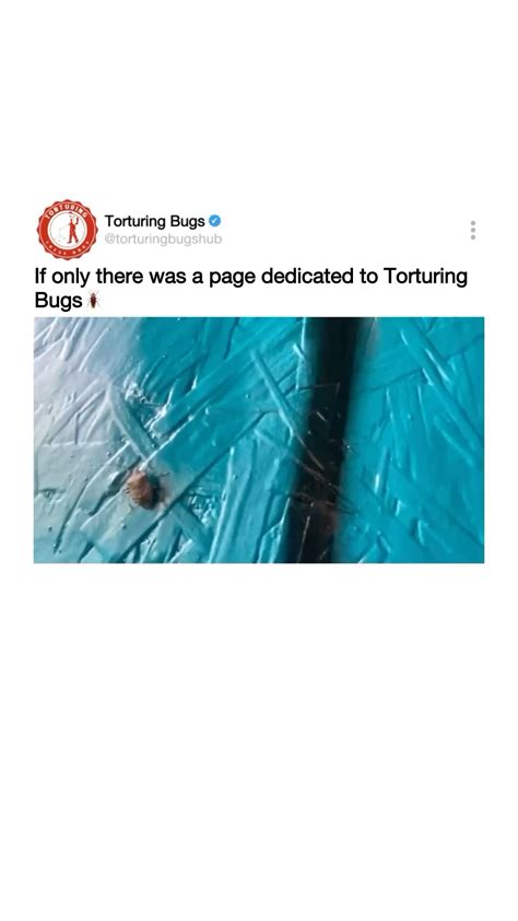 Torturingbugshub Dont Forget To Submit Your Videos On My Dm🤌🏾 Follow Torturingbugshub For