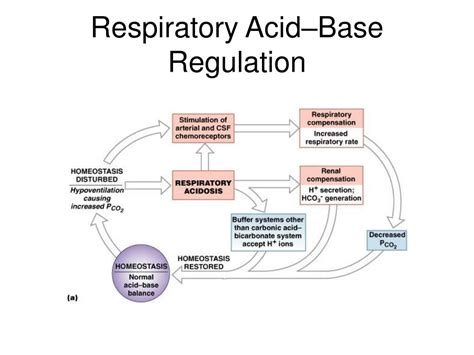 What Is The Role Of Respiratory System In Acid Base Balance At May